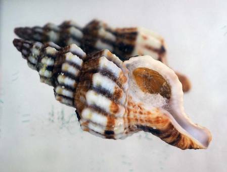 shellauction.net :: Fusus syracusanus - 3809208