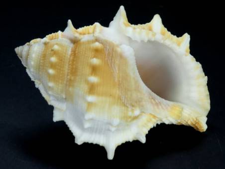 shellauction.net :: Bursa rana - 3809313