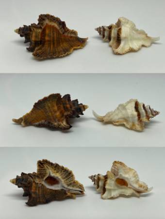 shellauction.net :: Pterochelus akation - 3809323