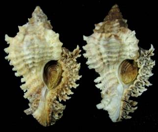 shellauction.net :: Chicoreus florifer - 3809339
