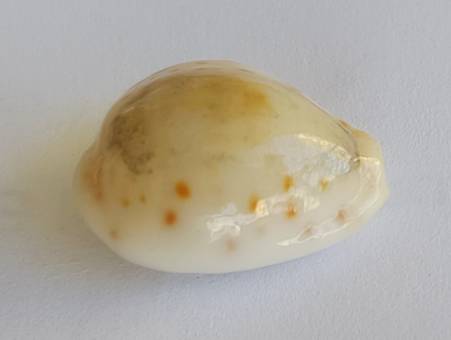 shellauction.net :: Ovatipsa rashleighana - 3809381