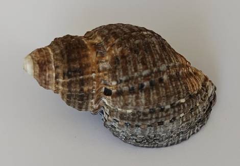 shellauction.net :: Neothais harpa - 3809427