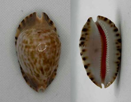 shellauction.net :: Zoila marginata marginata - 3809585