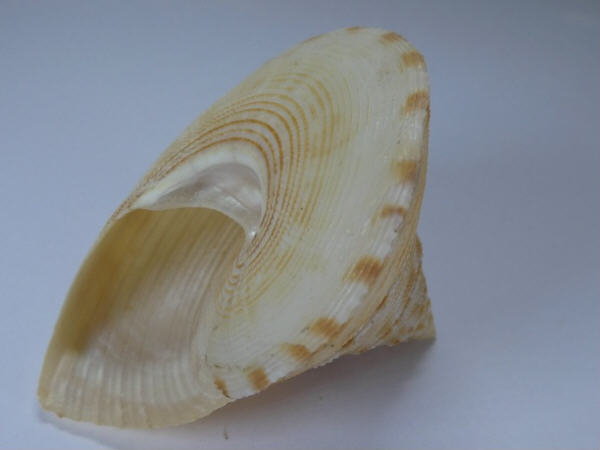shellauction.net :: Calliostoma formosense - 3809801