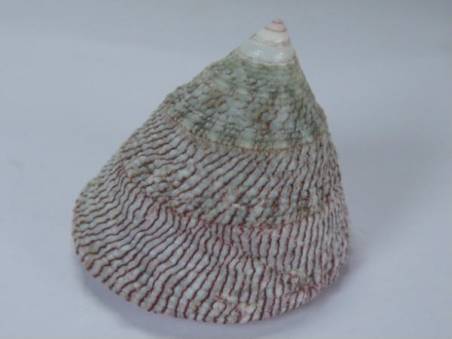 shellauction.net :: Trochus hanleyanus - 3809812