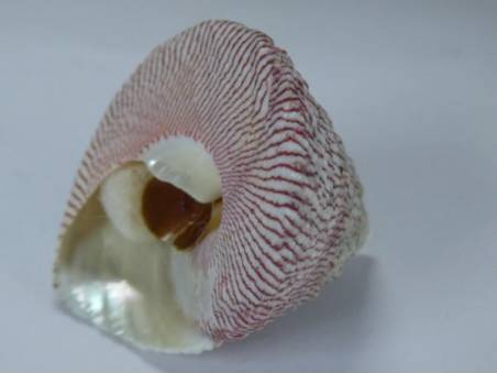 shellauction.net :: Trochus hanleyanus - 3809812