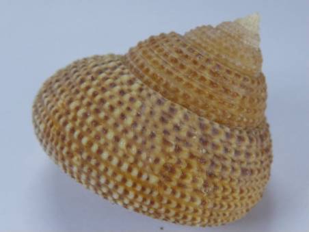 shellauction.net :: Maurea punctulata - 3809818