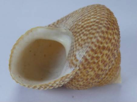 shellauction.net :: Maurea punctulata - 3809818