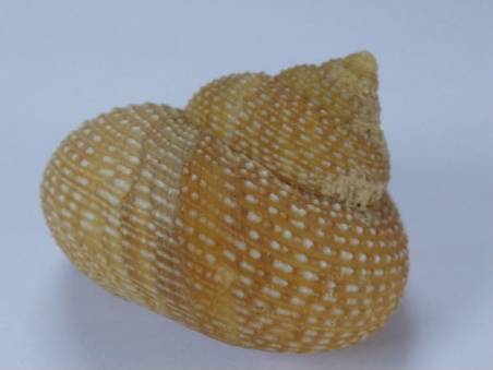 shellauction.net :: Maurea punctulata - 3809820