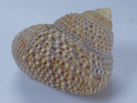 shellauction.net :: Maurea punctulata - 3809826