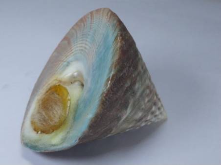 shellauction.net :: Tectus pyramis - 3809834