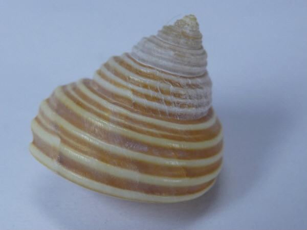 shellauction.net :: Calliostoma ligatum - 3809853