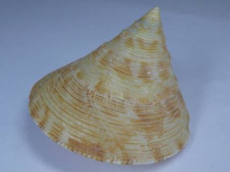 shellauction.net :: Calliostoma formosense - 3809900