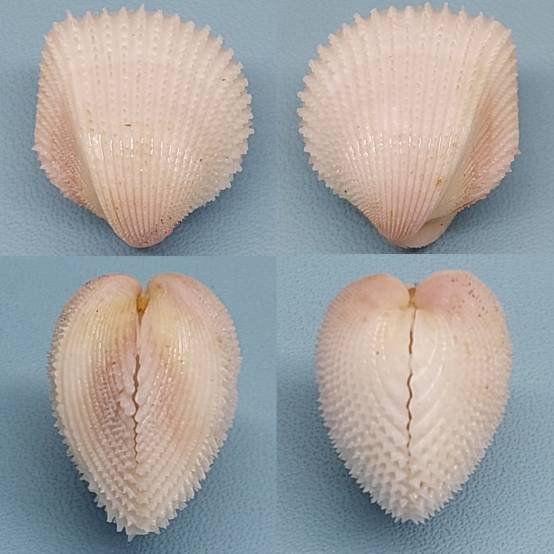 shellauction.net :: Fragum fragum - 3811691