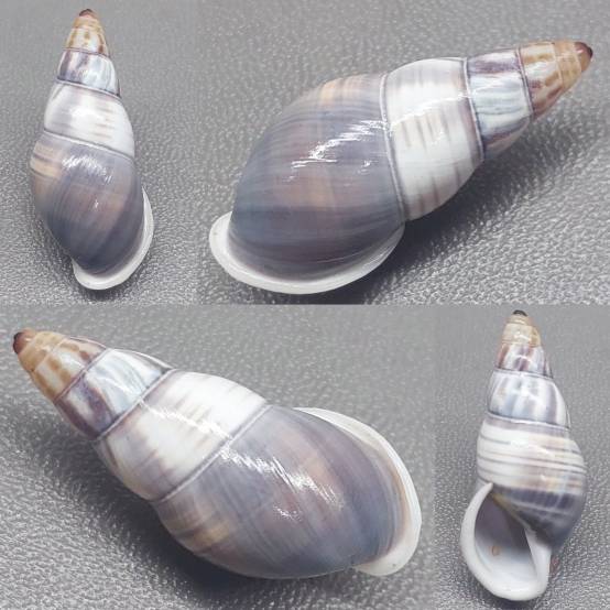 shellauction.net :: Amphidromus contrarius baaguiae - 3811792