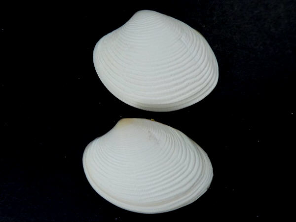 shellauction.net :: Katelysia rhytiphora - 3811834