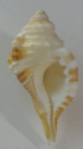 shellauction.net :: Ranularia gallinago - 3812059