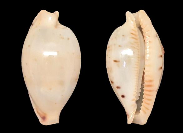 shellauction.net :: Ransoniella martini - 3812092