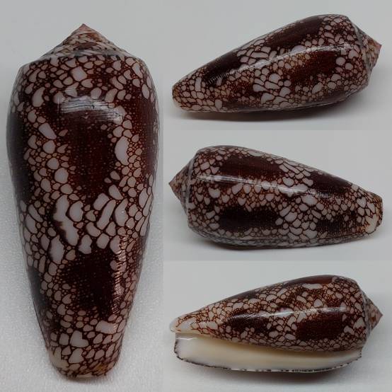 shellauction.net :: Conus omaria - 3812285