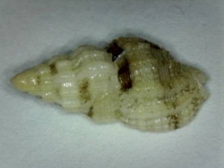 shellauction.net :: Phos species - 3812852