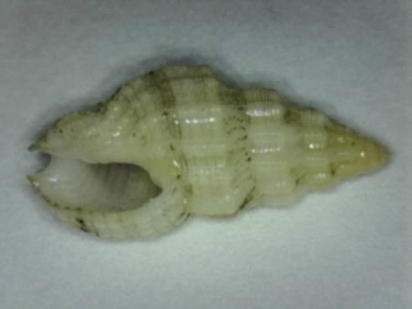 shellauction.net :: Phos species - 3812852