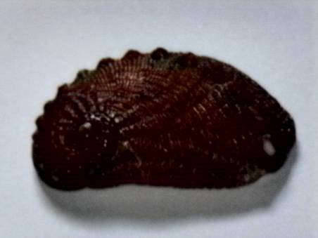shellauction.net :: Haliotis species - 3813185