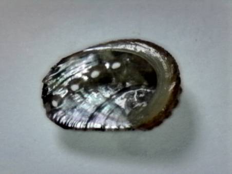 shellauction.net :: Haliotis species - 3813194