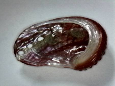 shellauction.net :: Haliotis species - 3813202