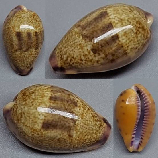 shellauction.net :: Contradusta walkeri - 3813524