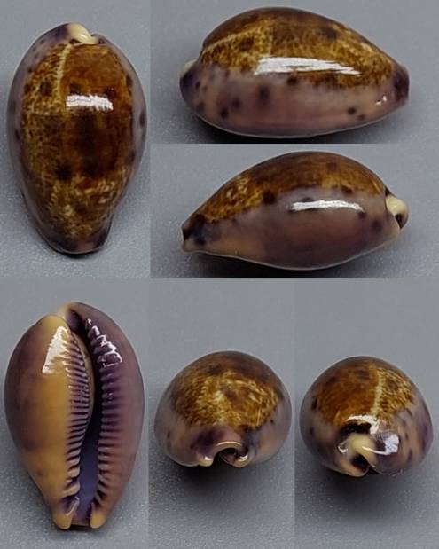 shellauction.net :: Contradusta walkeri - 3813525