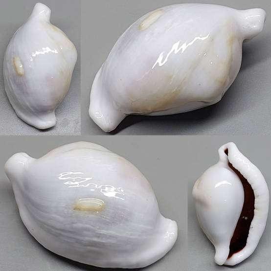 shellauction.net :: Ovula ovum - 3813542