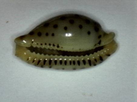 shellauction.net :: Naria beckii - 3813847