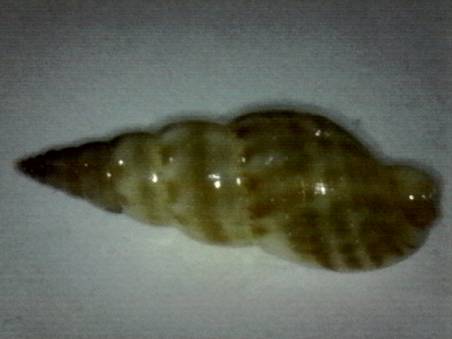 shellauction.net :: Daphnella sp. - 3813868