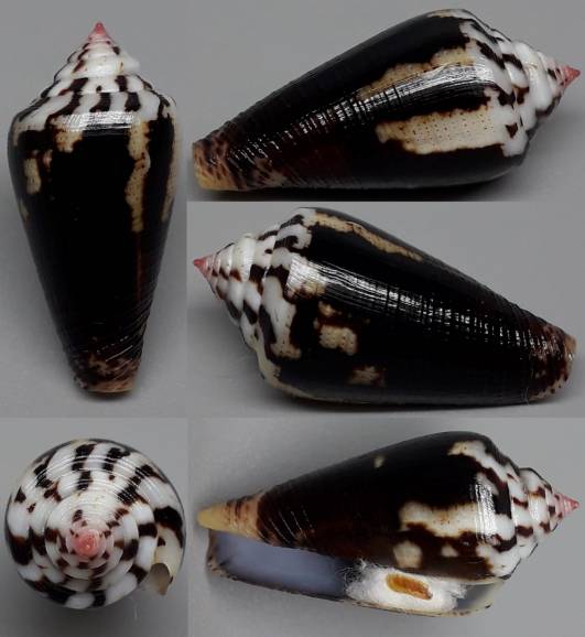 shellauction.net :: Conus magus - 3814711