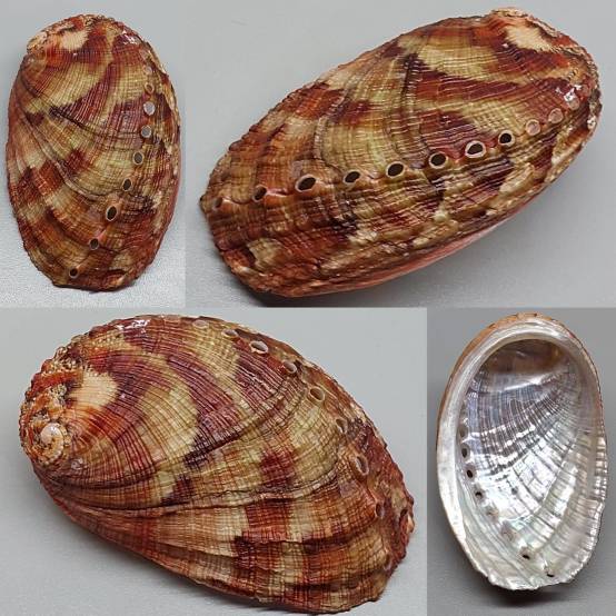 shellauction.net :: Haliotis planata - 3815209