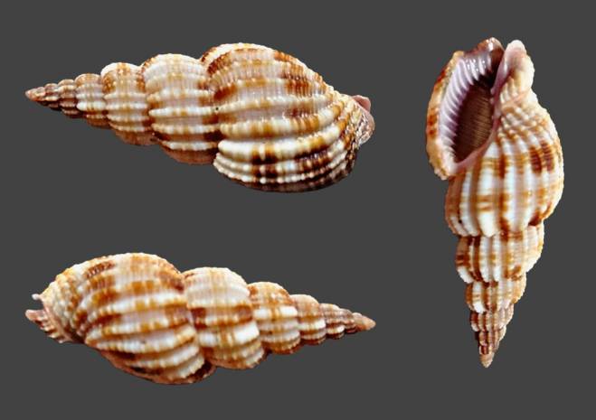 shellauction.net :: Phos roseatus - 3815958