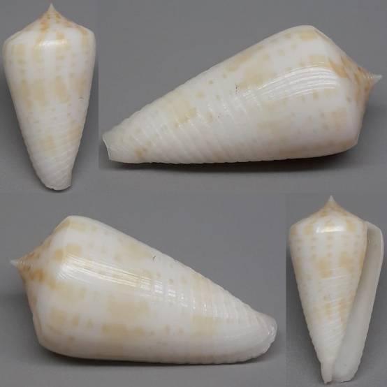 shellauction.net :: Conus lynceus - 3816005