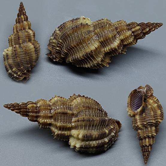 shellauction.net :: Phos roseatus - 3816688