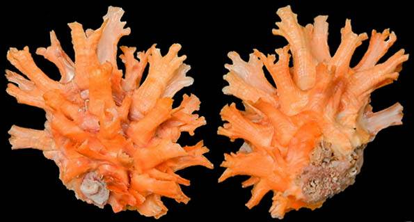 shellauction.net :: Chama lazarus - 3816743