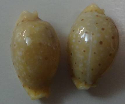 shellauction.net :: Naria beckii - 3817187