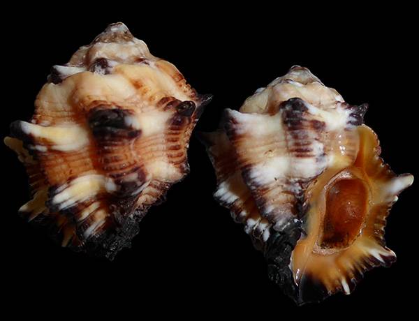 shellauction.net :: Morula chrysostoma - 3817259
