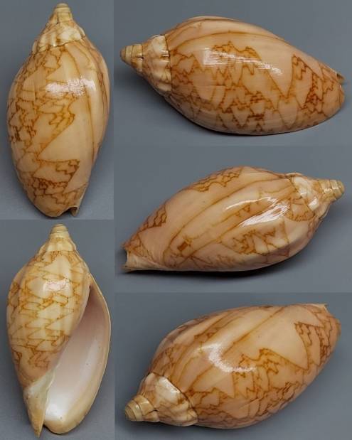 shellauction.net :: Cymbiola mariaemma - 3817943
