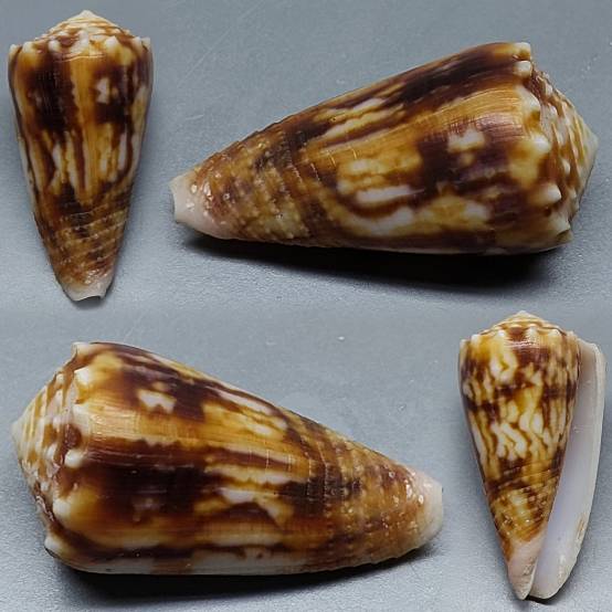 shellauction.net :: Conus moluccensis - 3818497