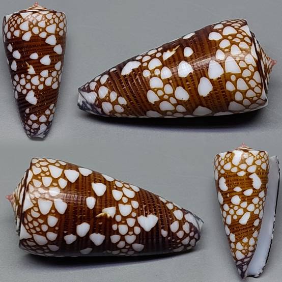 shellauction.net :: Conus (Eugeniconus) gisellelieae - 3818548