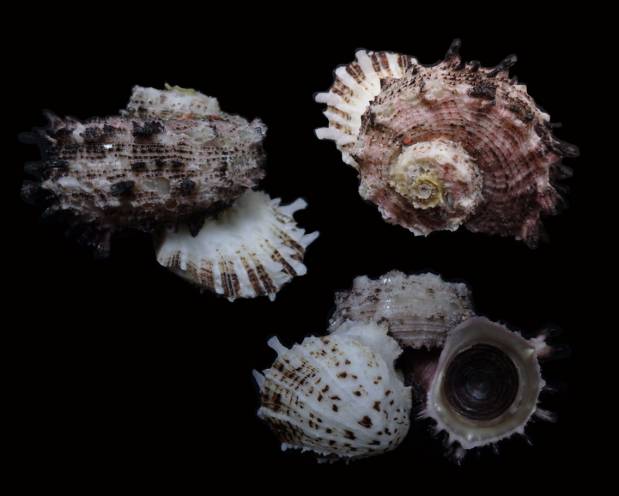 shellauction.net :: Angaria delphinus - 3818713