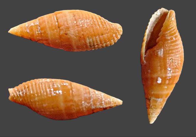 shellauction.net :: Nebularia pellisserpentis - 3818839