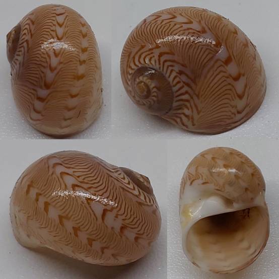 shellauction.net :: Tanea tenuipicta - 3818963