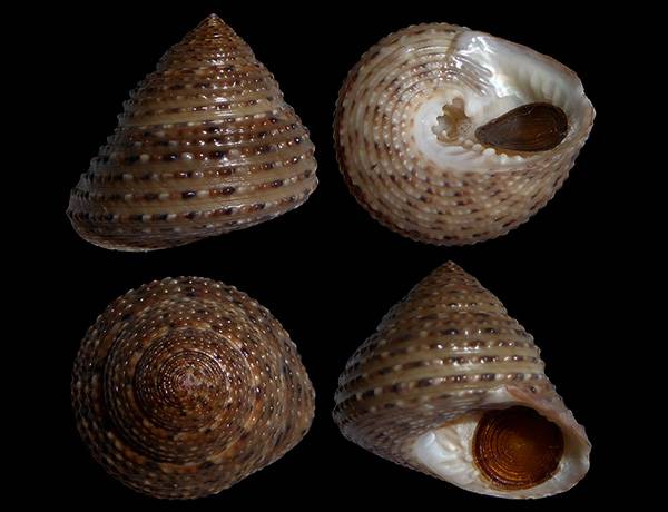 shellauction.net :: Clanculus villanus - 3819059