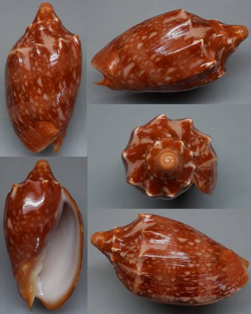 shellauction.net :: Cymbiola nusatenggara - 3819514