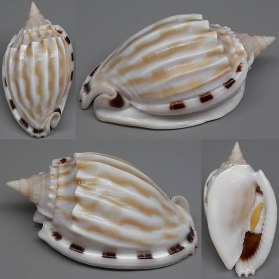 shellauction.net :: Phalium fimbria - 3819615